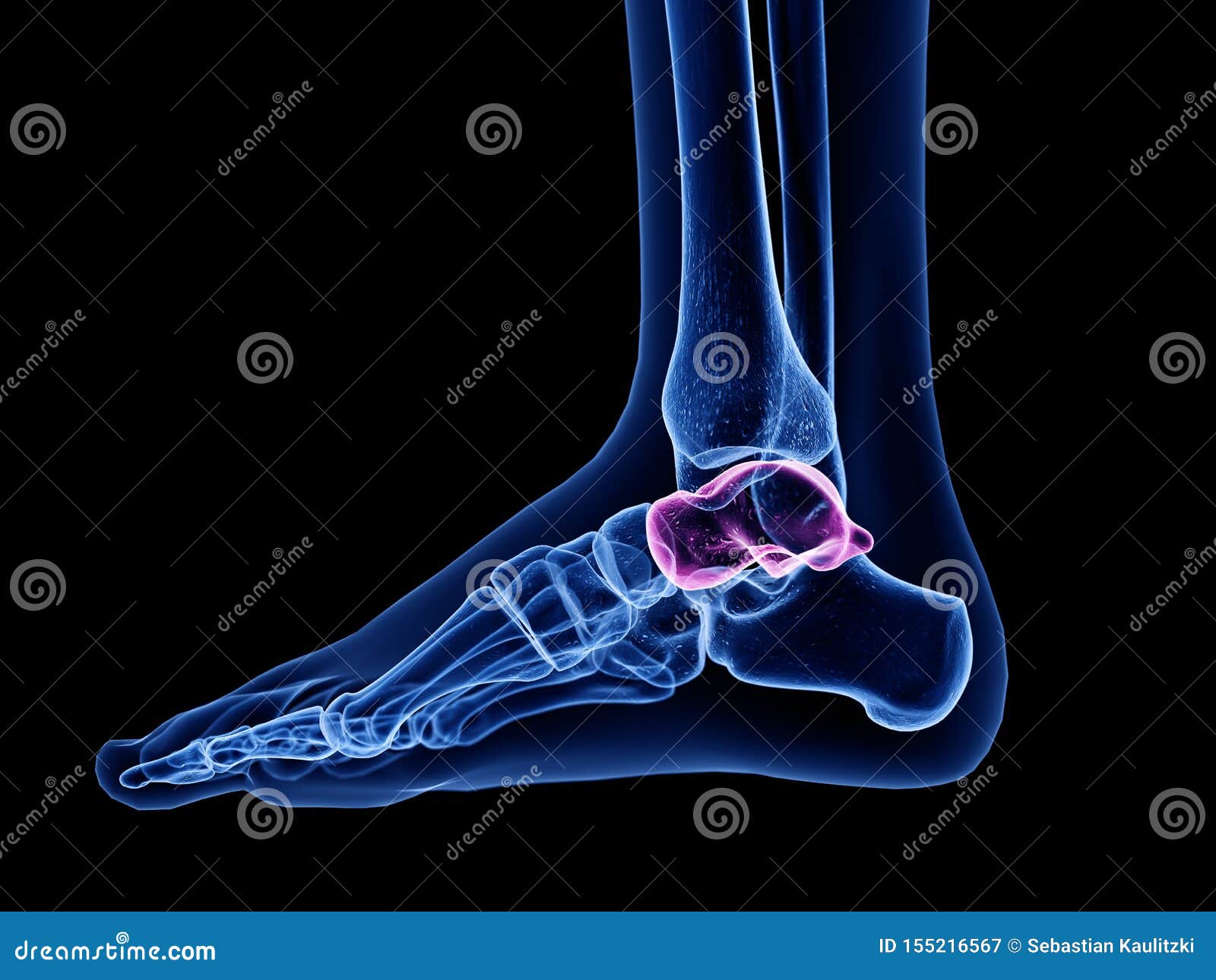 Talus Bone, 3D Model Royalty-Free Stock Photography | CartoonDealer.com ...