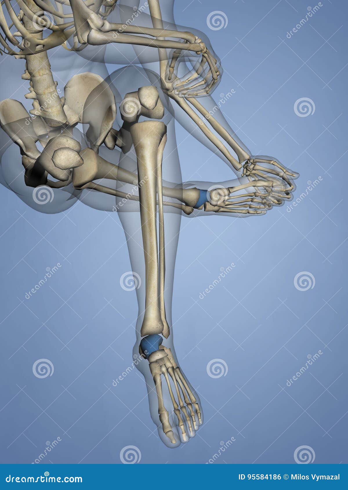 Talus Bone, Modell 3D stock abbildung. Illustration von talus - 95584186