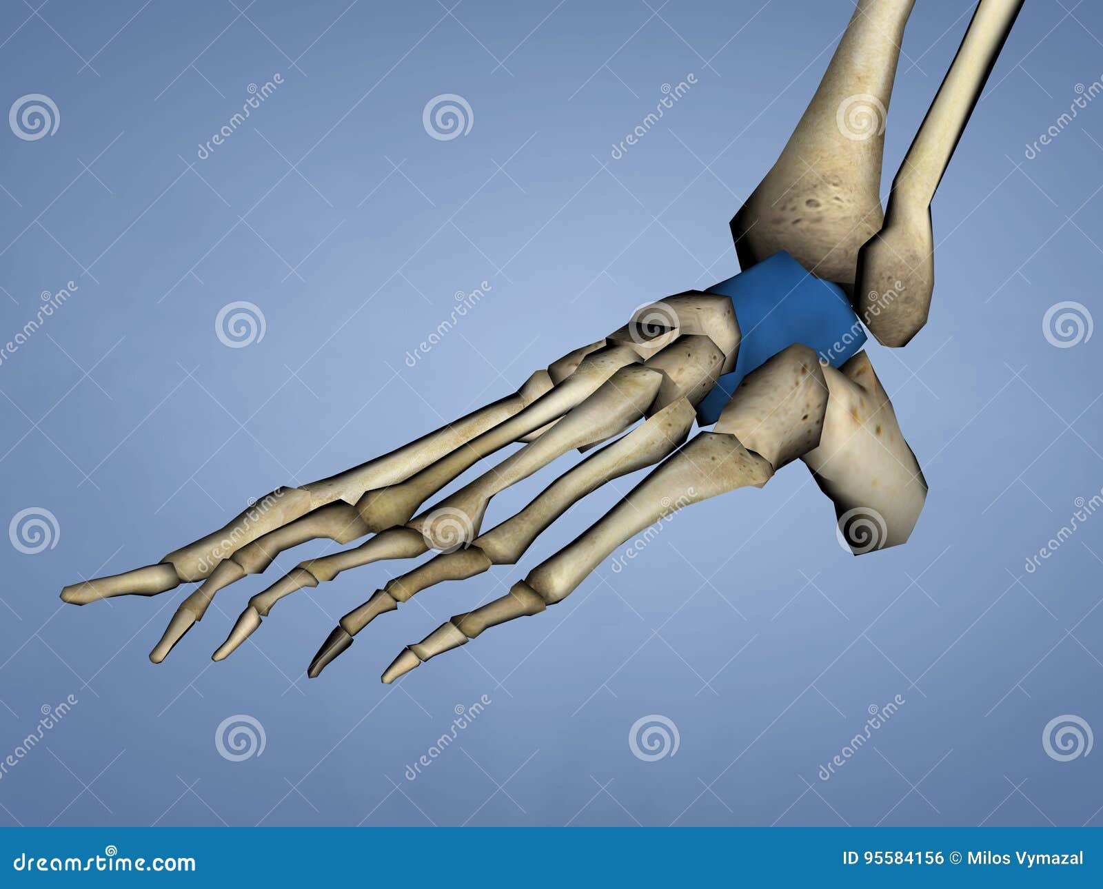 Talus Bone, modelo 3D ilustração stock. Ilustração de figura - 95584156