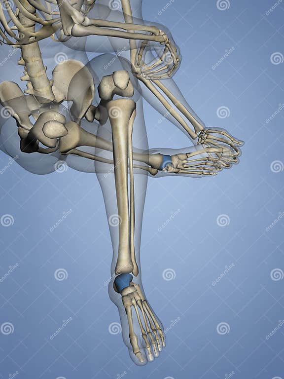 Talus Bone, modelo 3D stock de ilustración. Ilustración de esqueleto ...