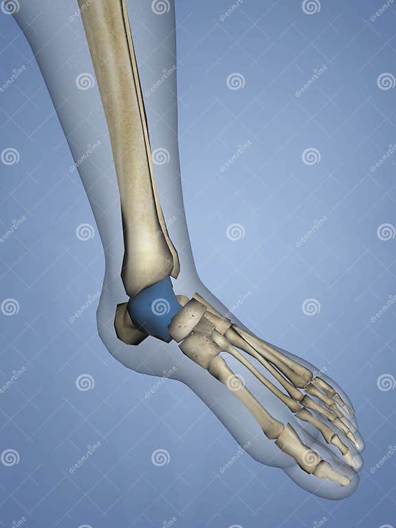 Talus Bone, modelo 3D ilustração stock. Ilustração de corpo - 95584222