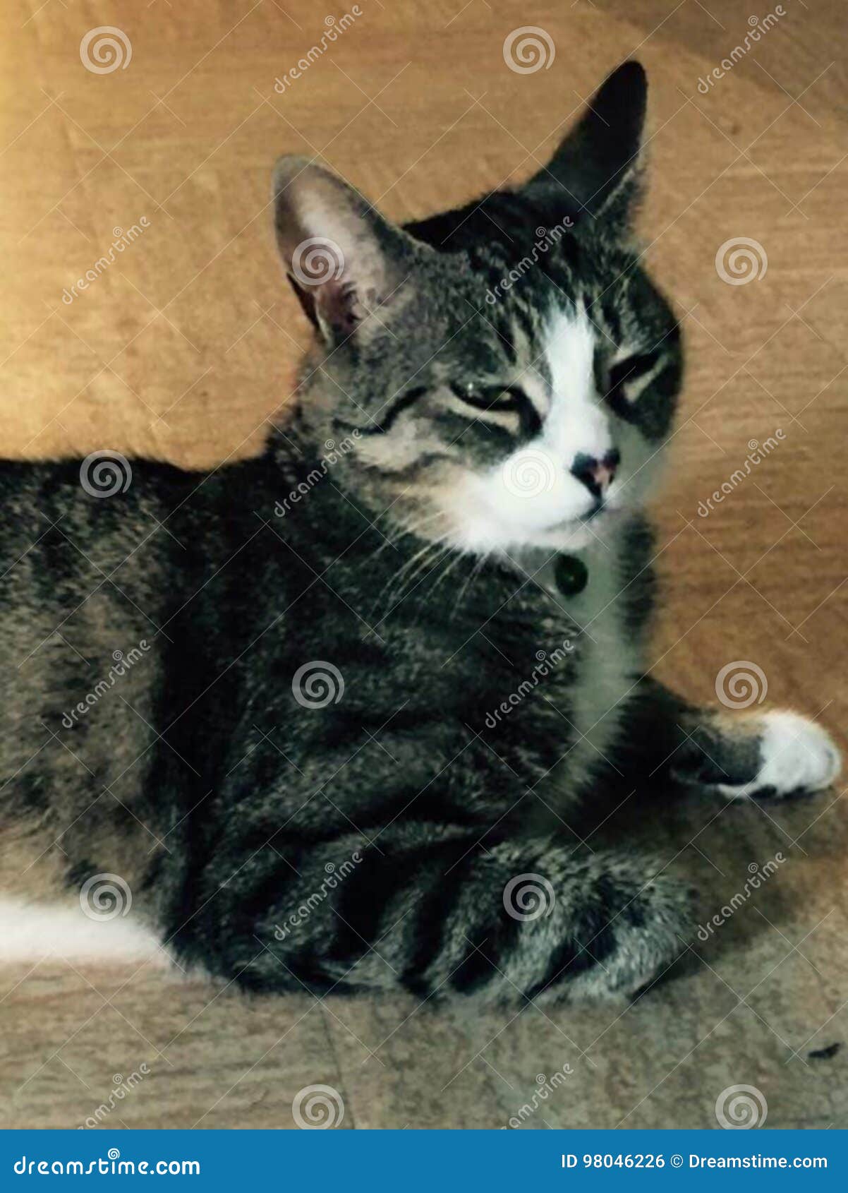 Tama the Pensive Cat stock photo. Image of mammal, tabby - 98046226