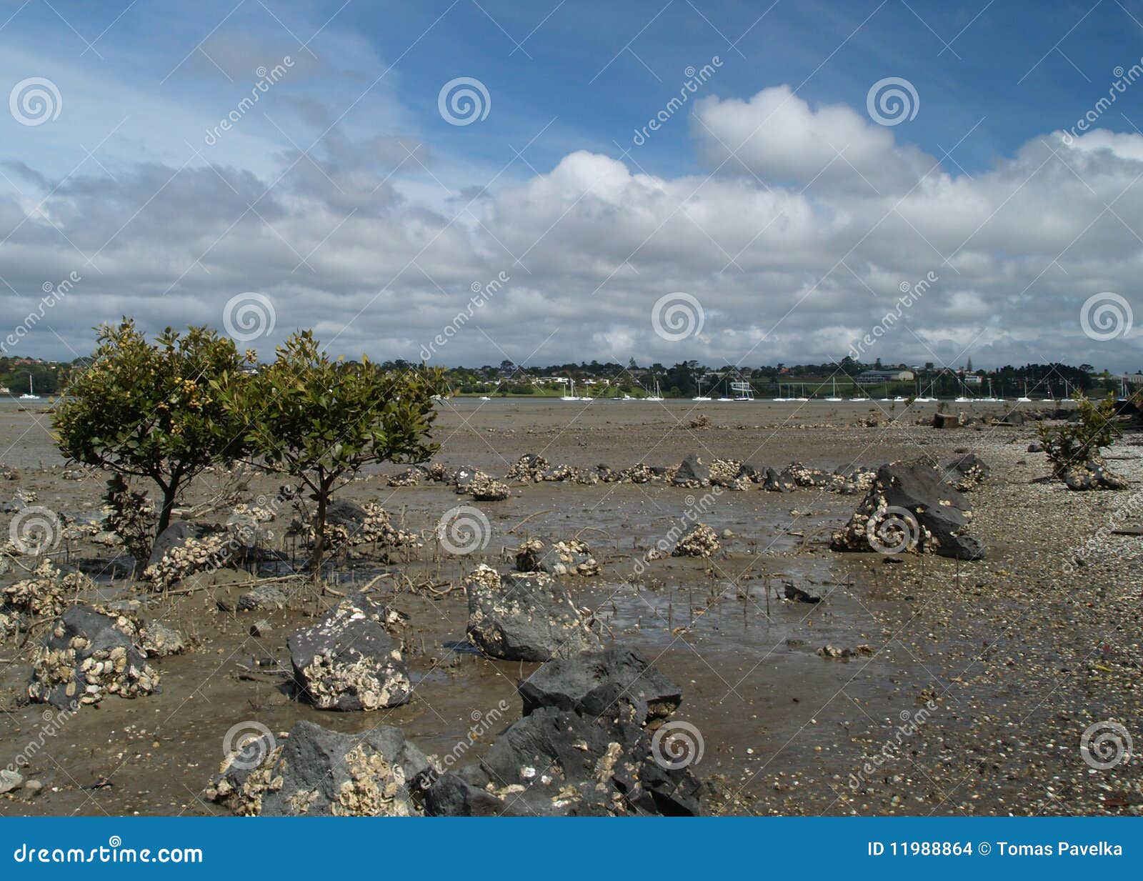 Tamaki river bay stock photo. Image of boat, sand, ship - 11988864