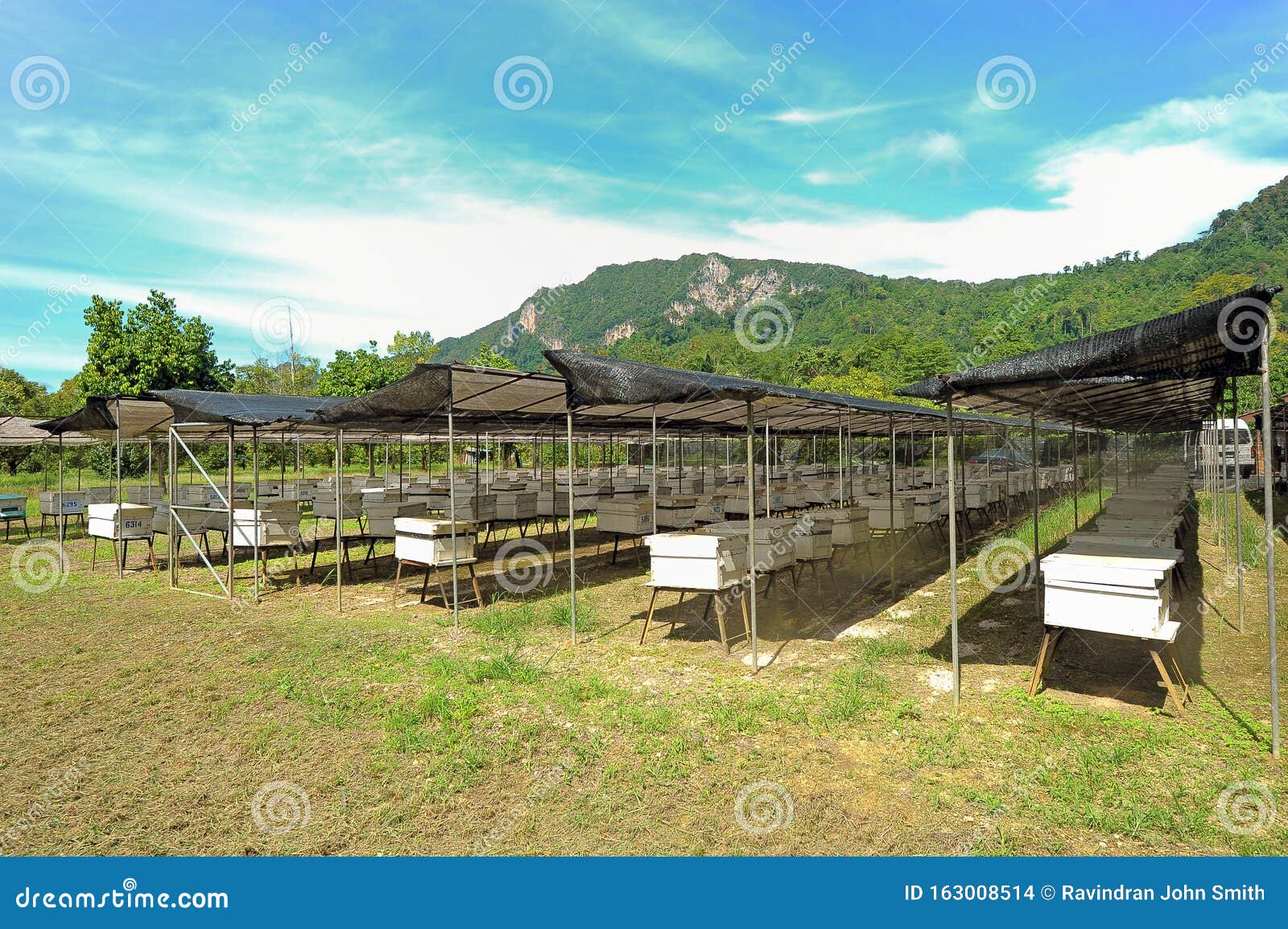 FF Harmoni Bee Farm editorial stock image. Image of perlis - 163008514