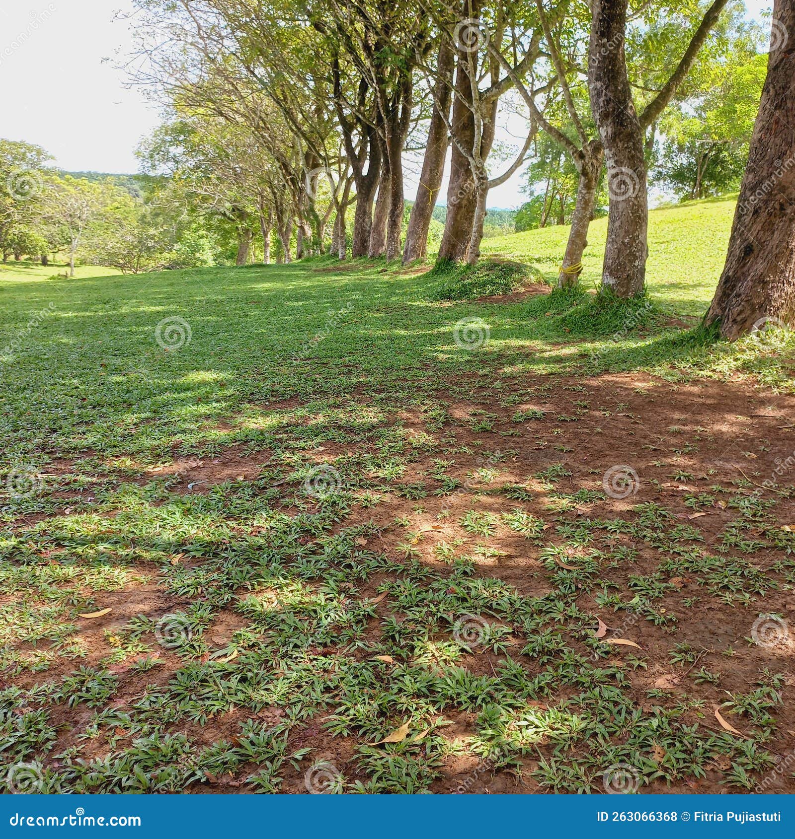 Taman Permana& X27;s View Stock Photo - Image of nature, green: 263066368