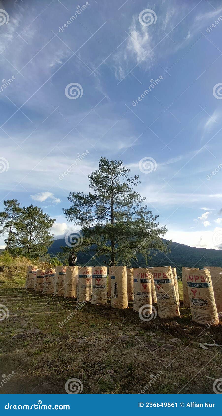 Taman raya kebun stroberi stock image. Image of raya - 236649861