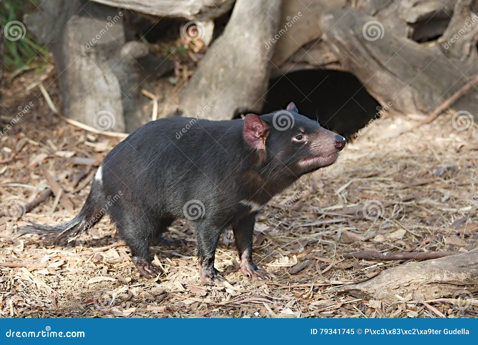 Tamanian Devil on the Ground Stock Image - Image of wildlife, aggresive ...