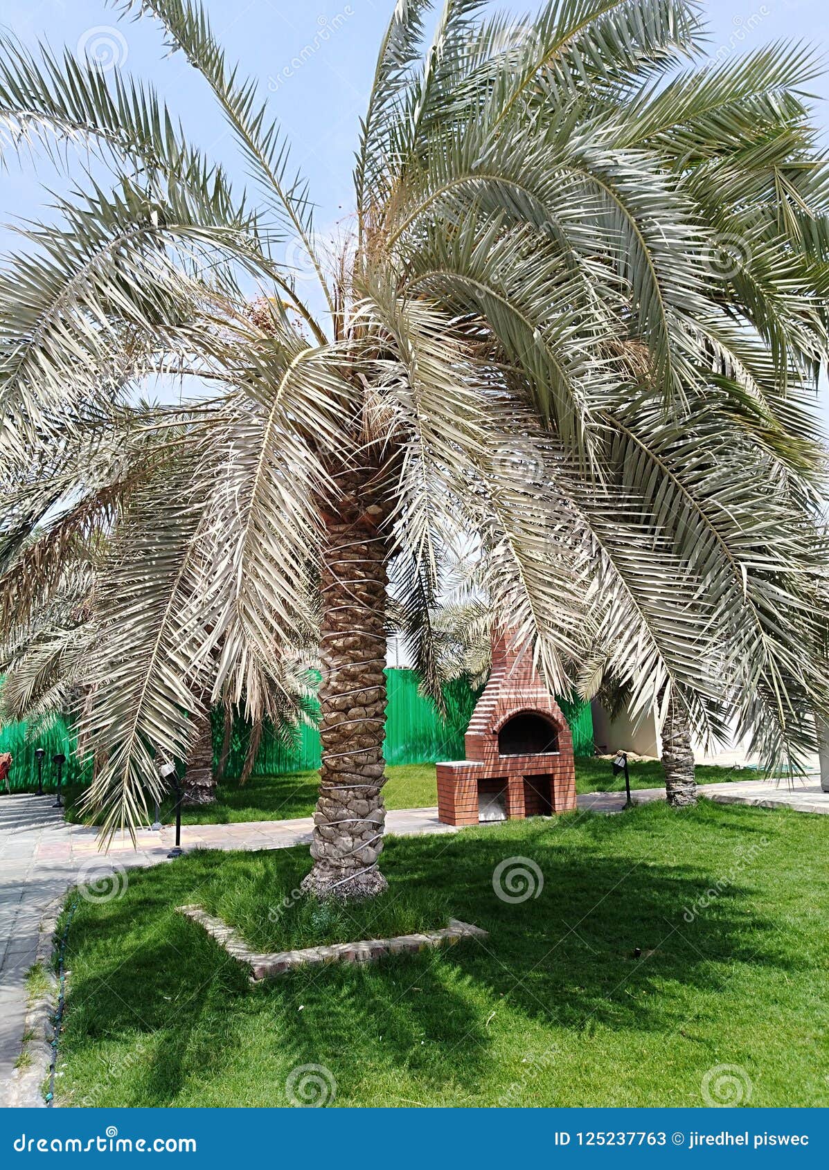 Dates stock image. Image of dates, tamar, arabia, tree - 125237763