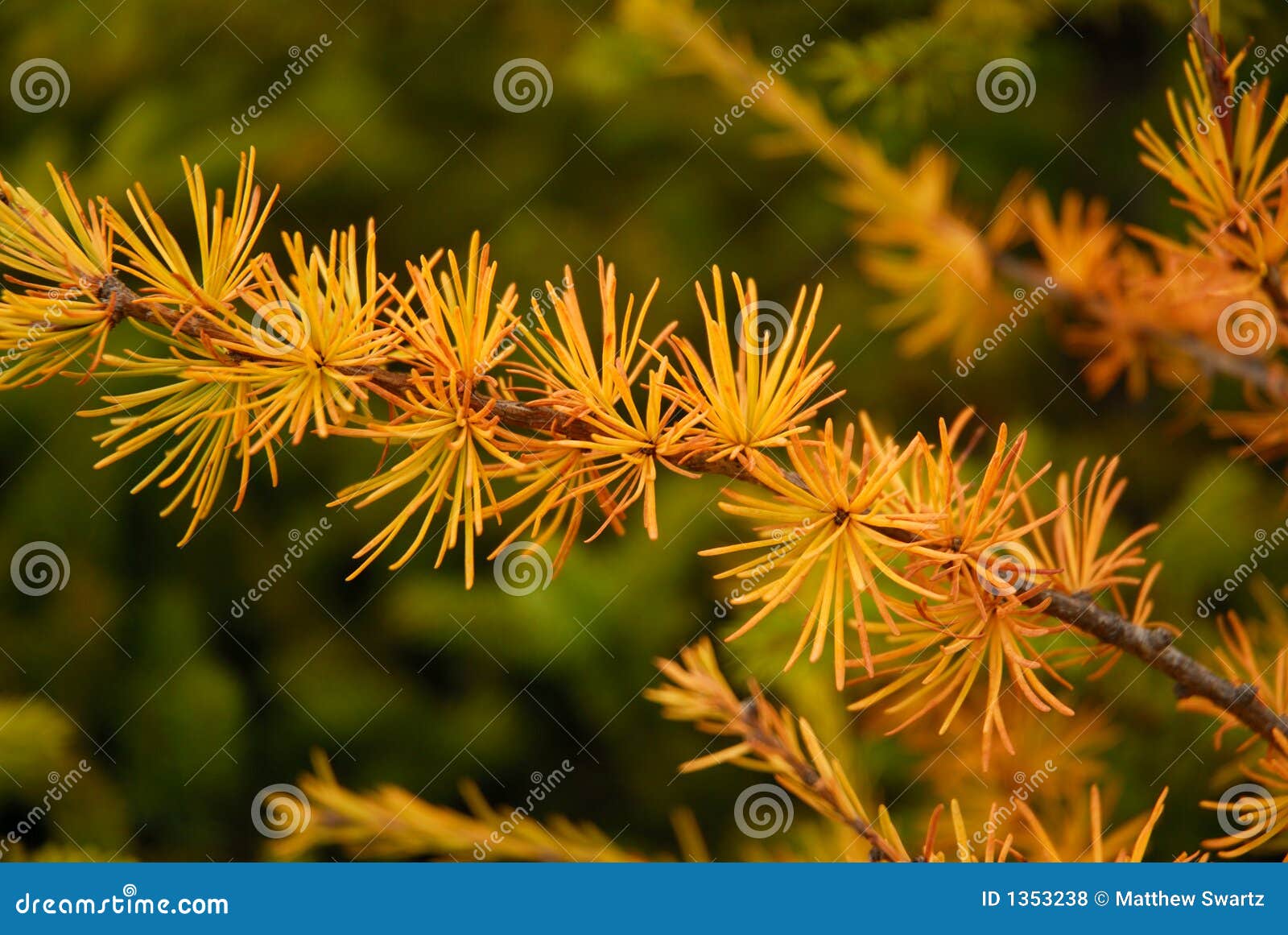 Tamarack Tree Identification