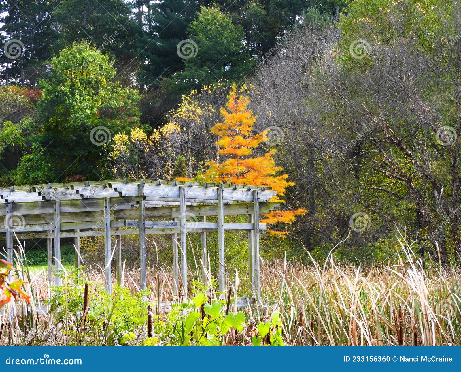 Golden Colored Tree by Arbor on Cornell Houston Pond Stock Photo ...