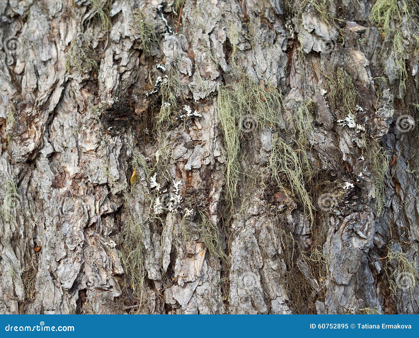 Tamarack Tree Bark Tamarack