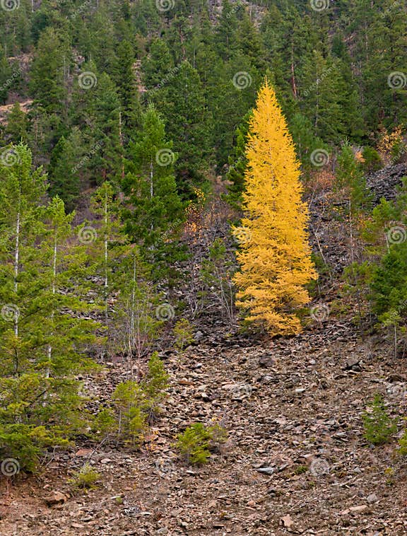 Tamarack Tree stock photo. Image of orange, fall, gold - 27859728