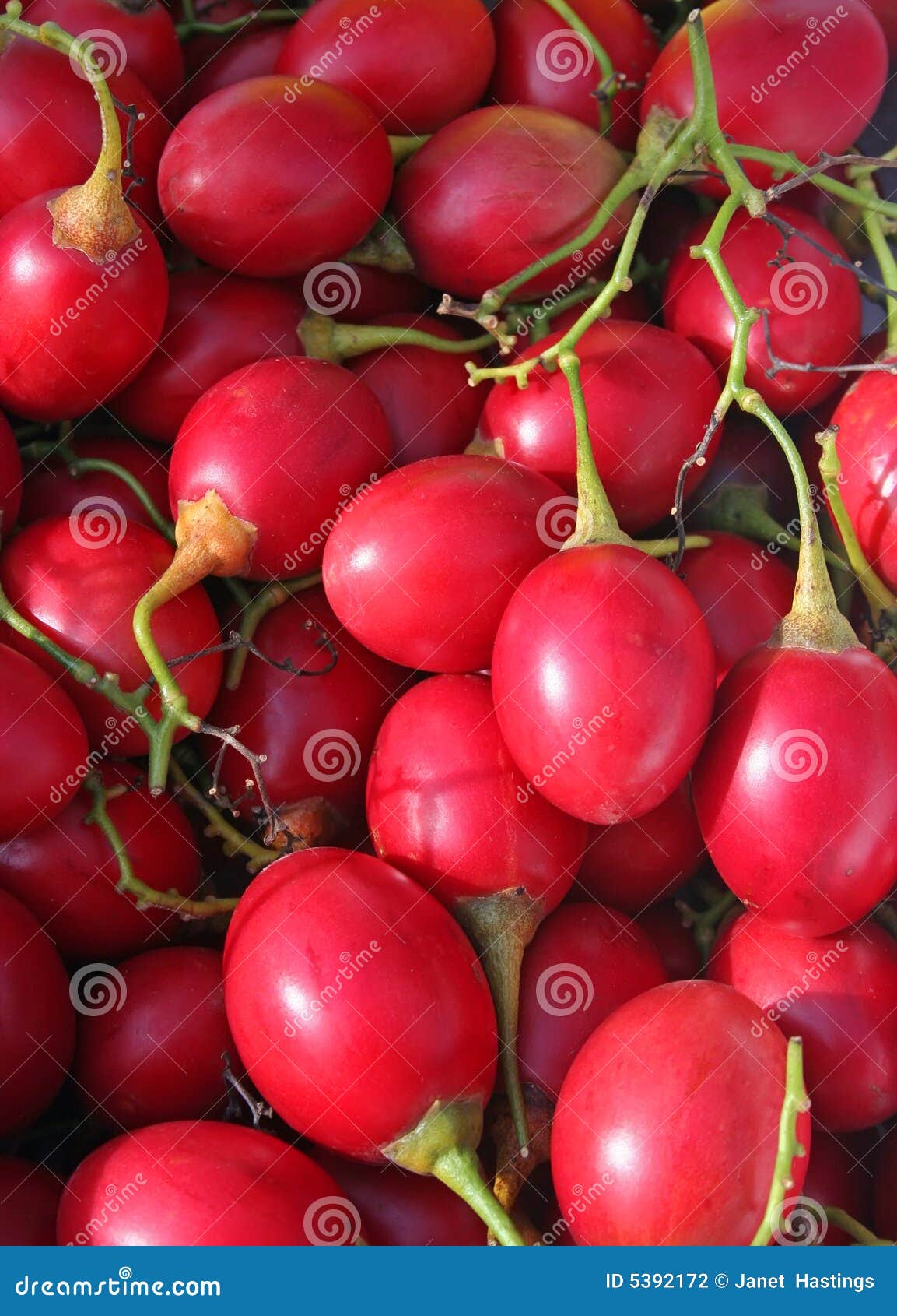Tamarillo stock photo. Image of unusual, dessert, sweet - 5392172
