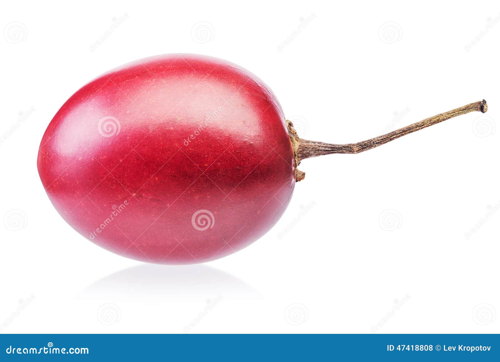 Tamarillo fruit stock photo. Image of solanum, stem, isolated - 47418808