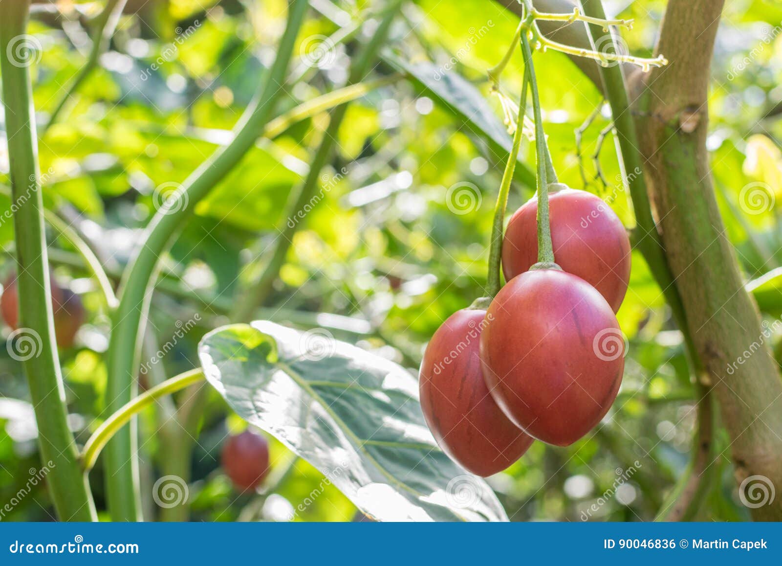 Tamarillo fruit stock photo. Image of fruit, exotic, flora - 90046836