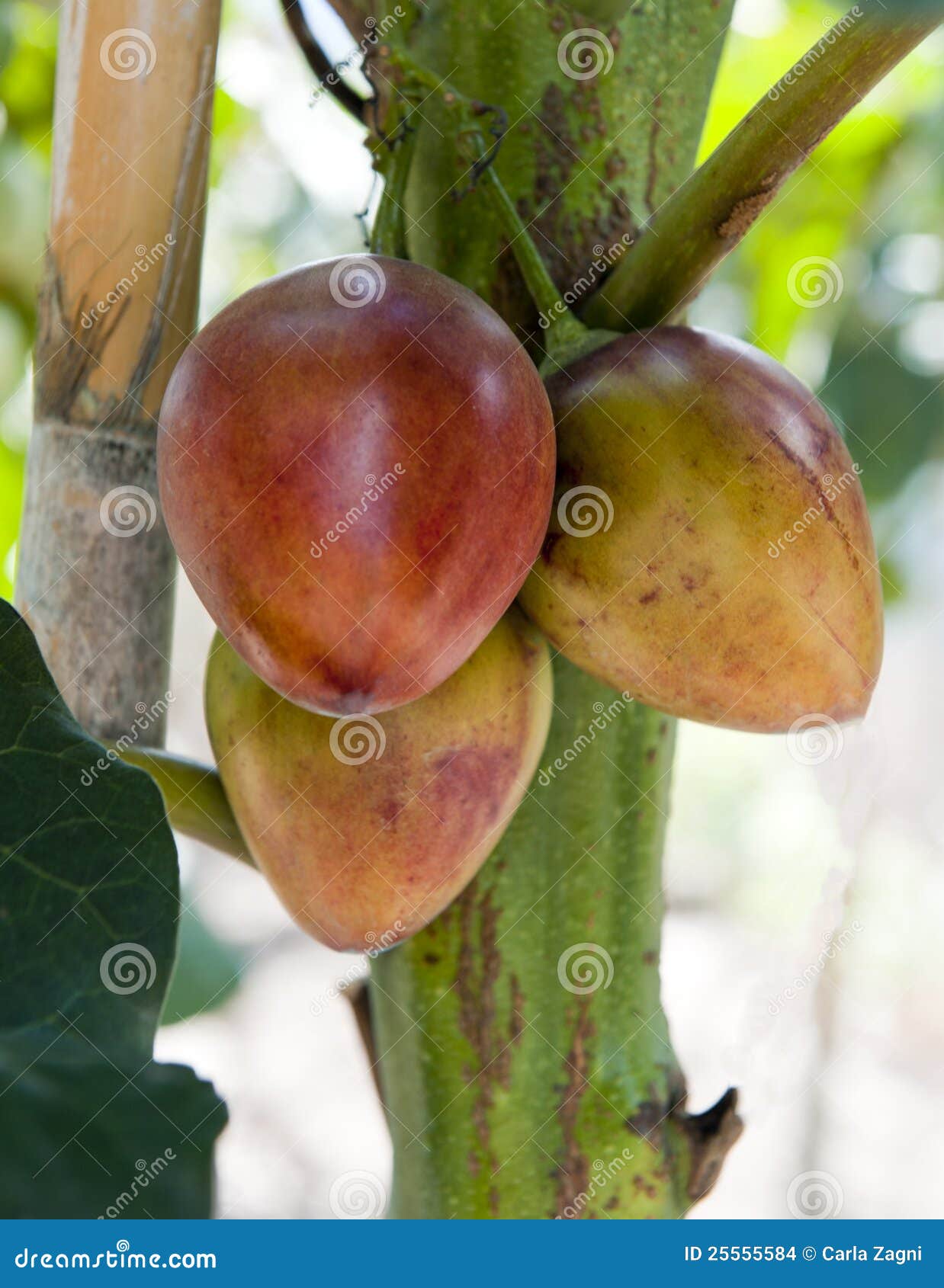 A tamarillo plant stock photo. Image of ingredient, vitamin - 25555584