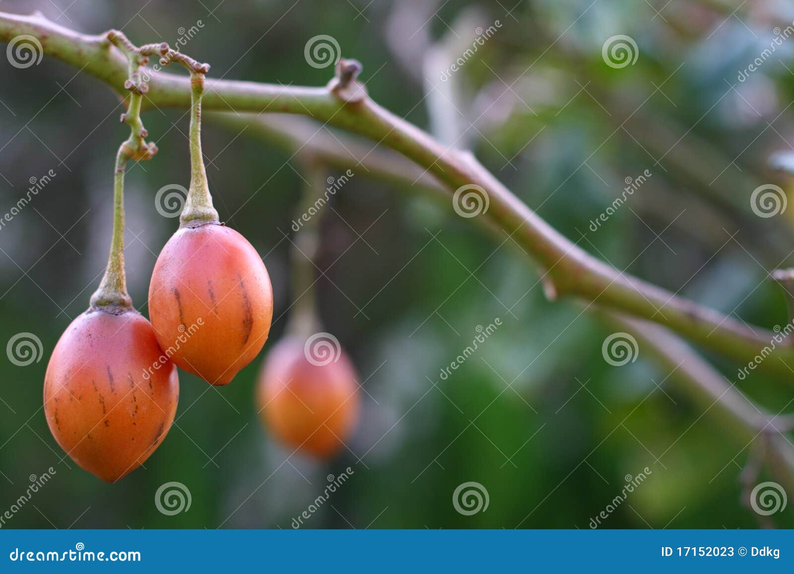 Tamarillo (tree tomato) stock image. Image of latin, fresh - 17152023