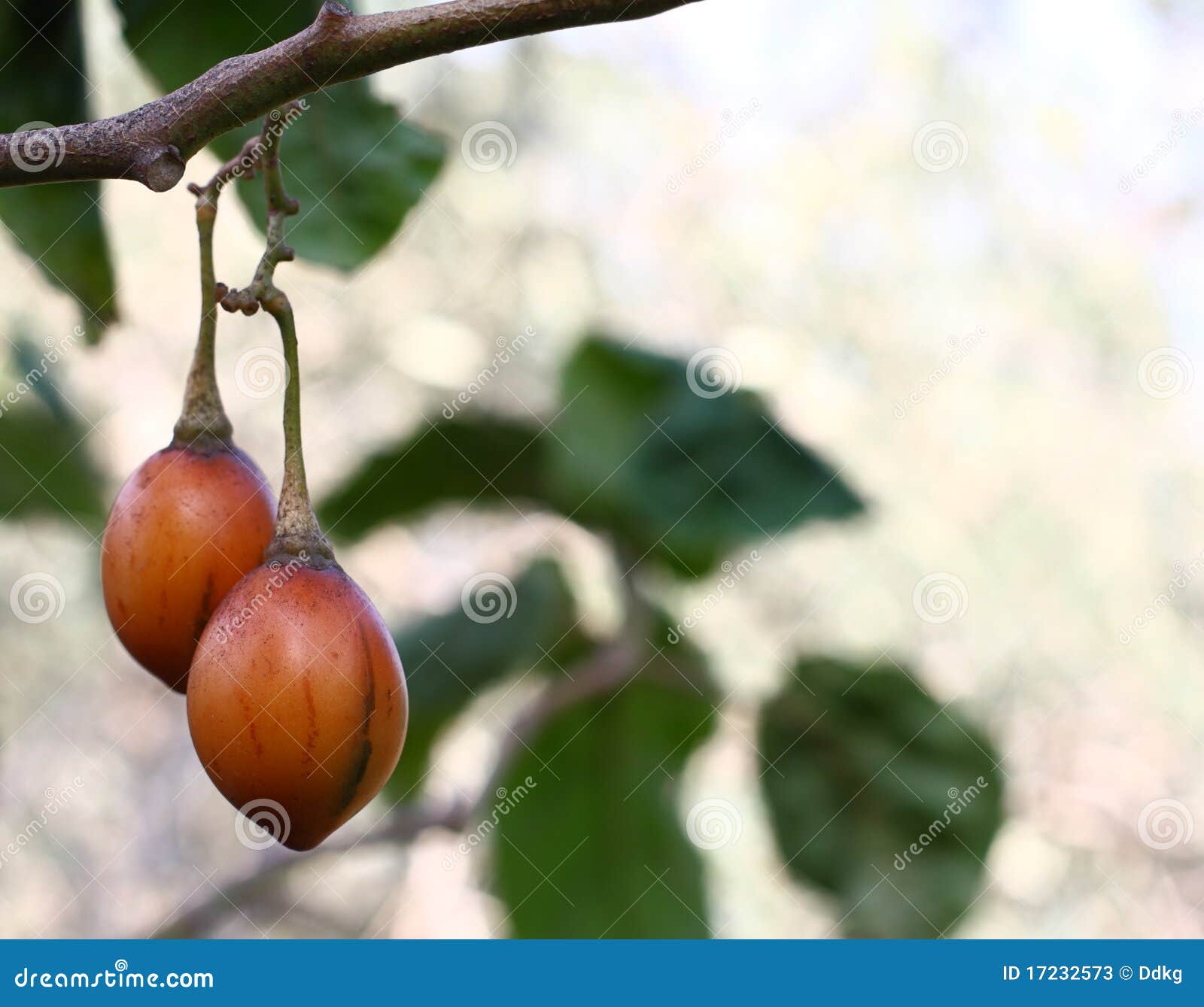 Tamarillo (tree tomato) stock image. Image of plant, antioxidant - 17232573