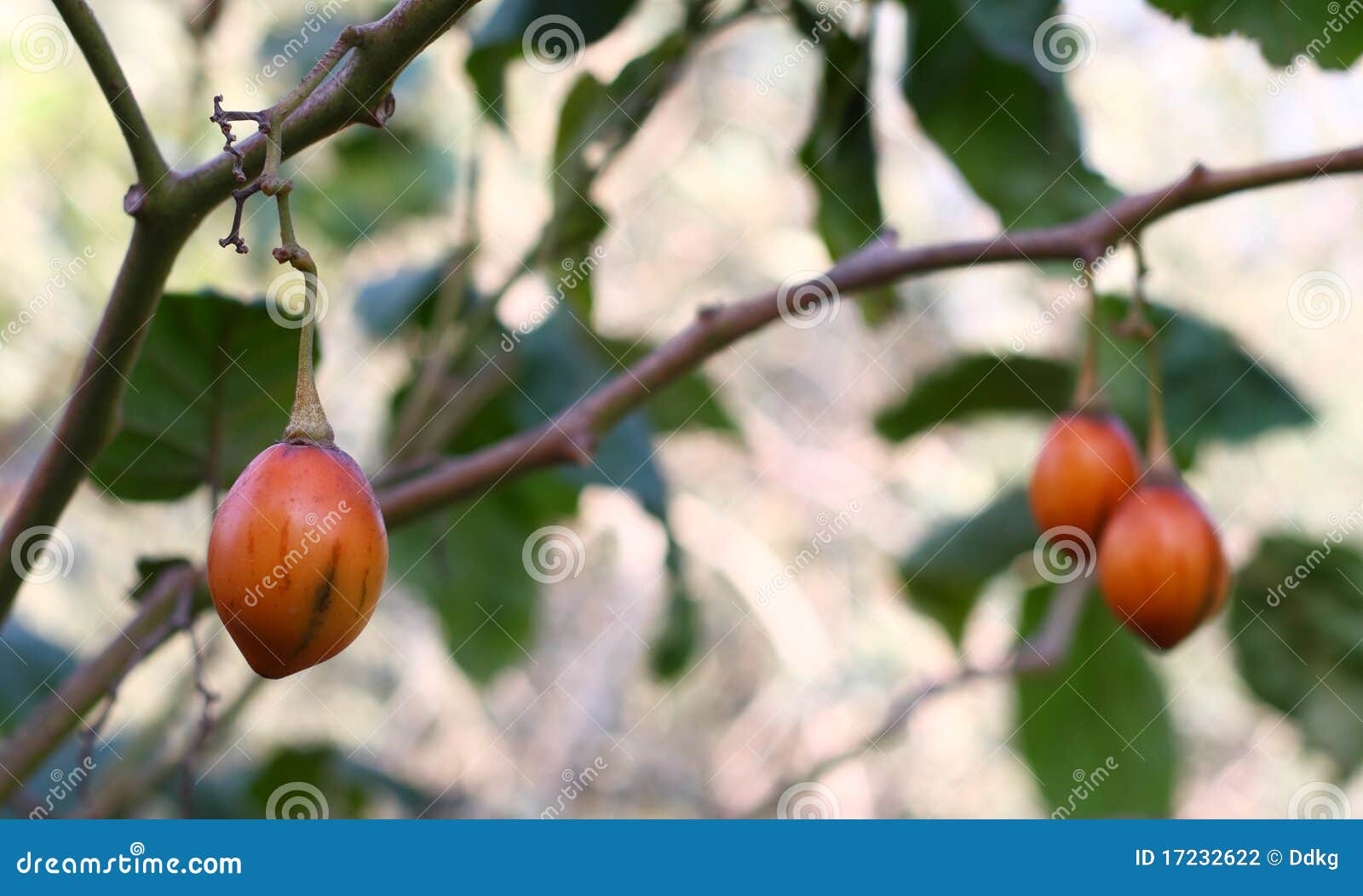 Tamarillo (tree tomato) stock photo. Image of fruit, produce - 17232622