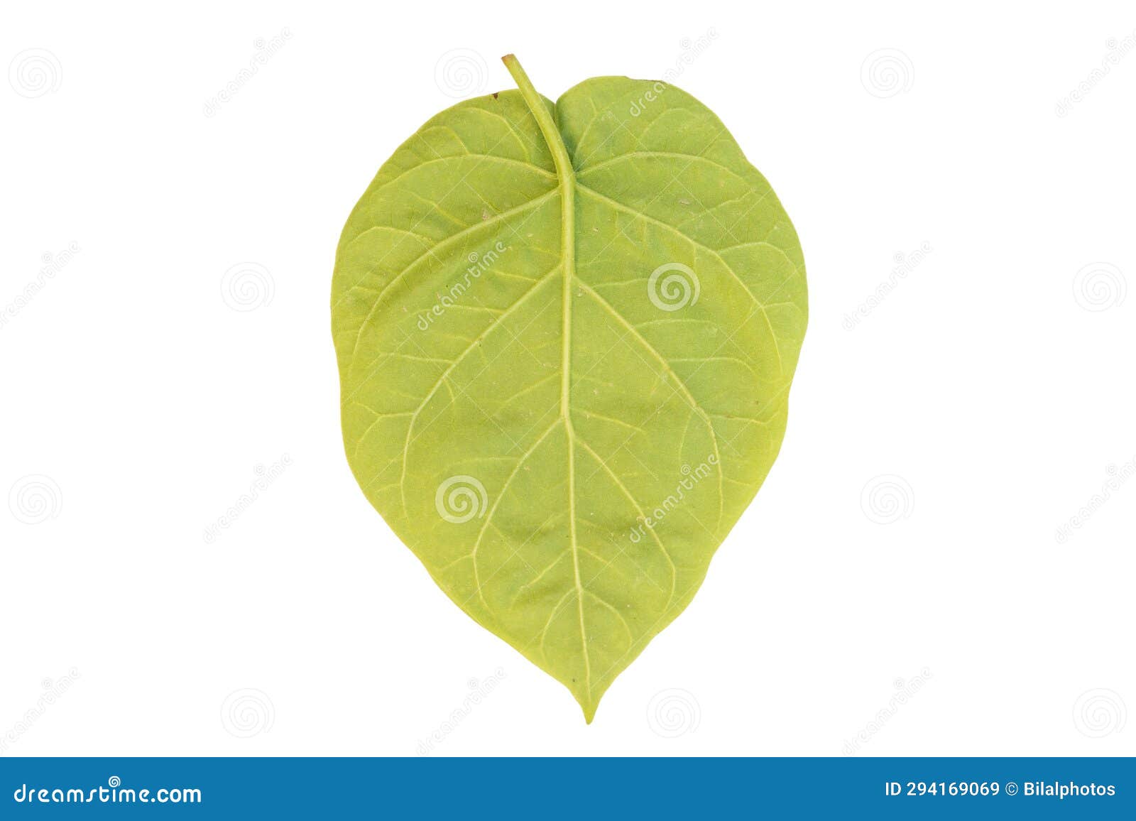 Tamarillo Tree Tomato Leaf Backside View on a White Isolated Background ...