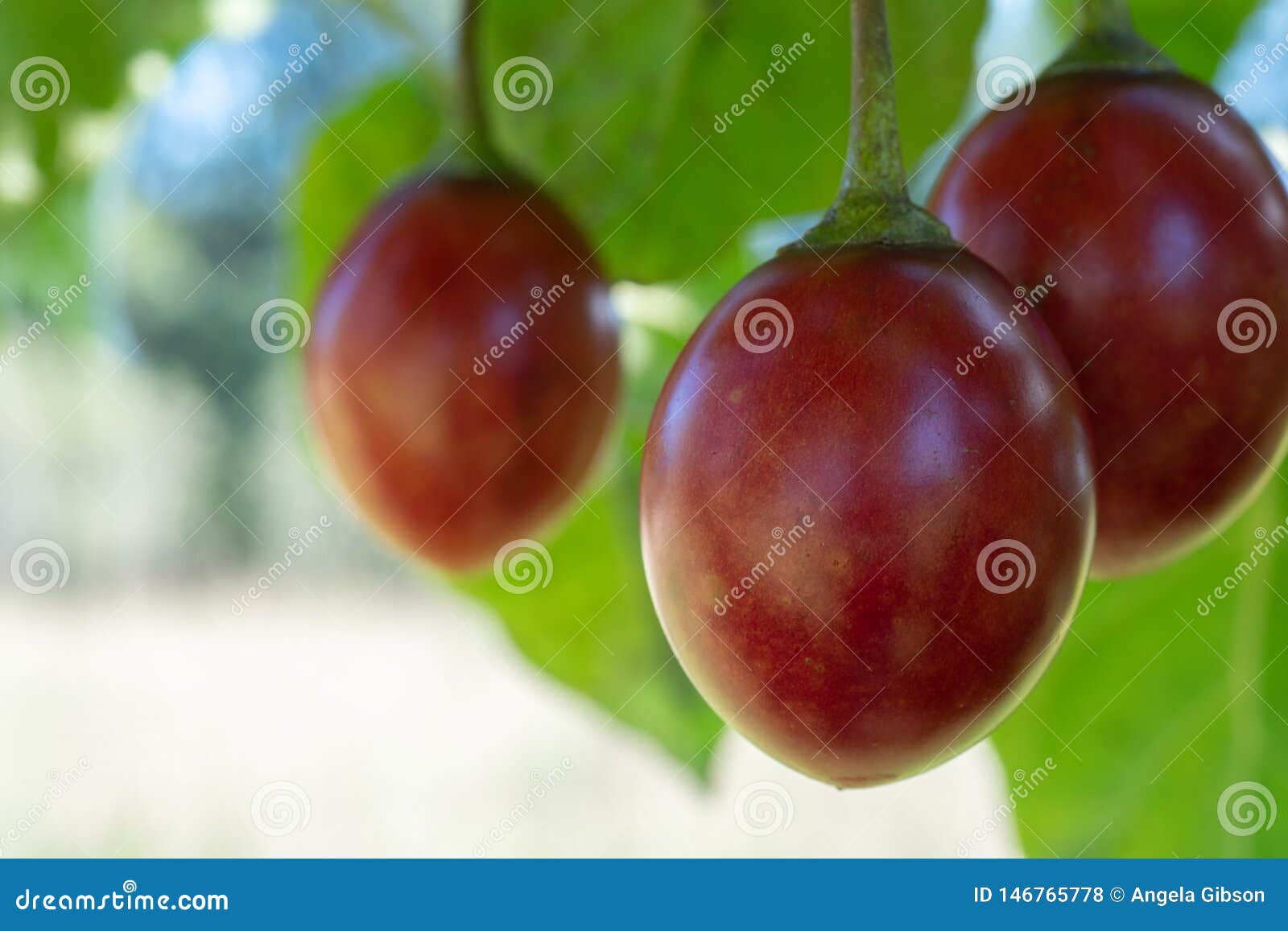 Tamarillos on a Tree stock photo. Image of plant, food - 146765778