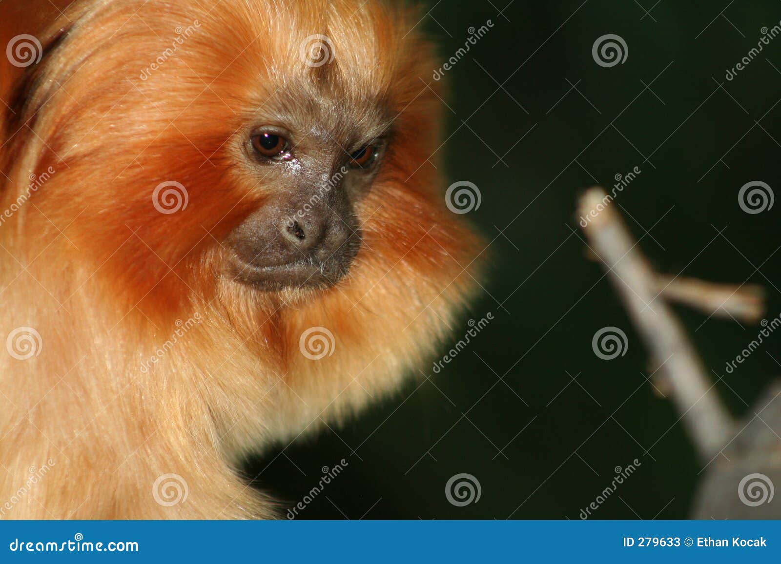 Tamarin stock image. Image of mammal, golden, primate, cute - 279633