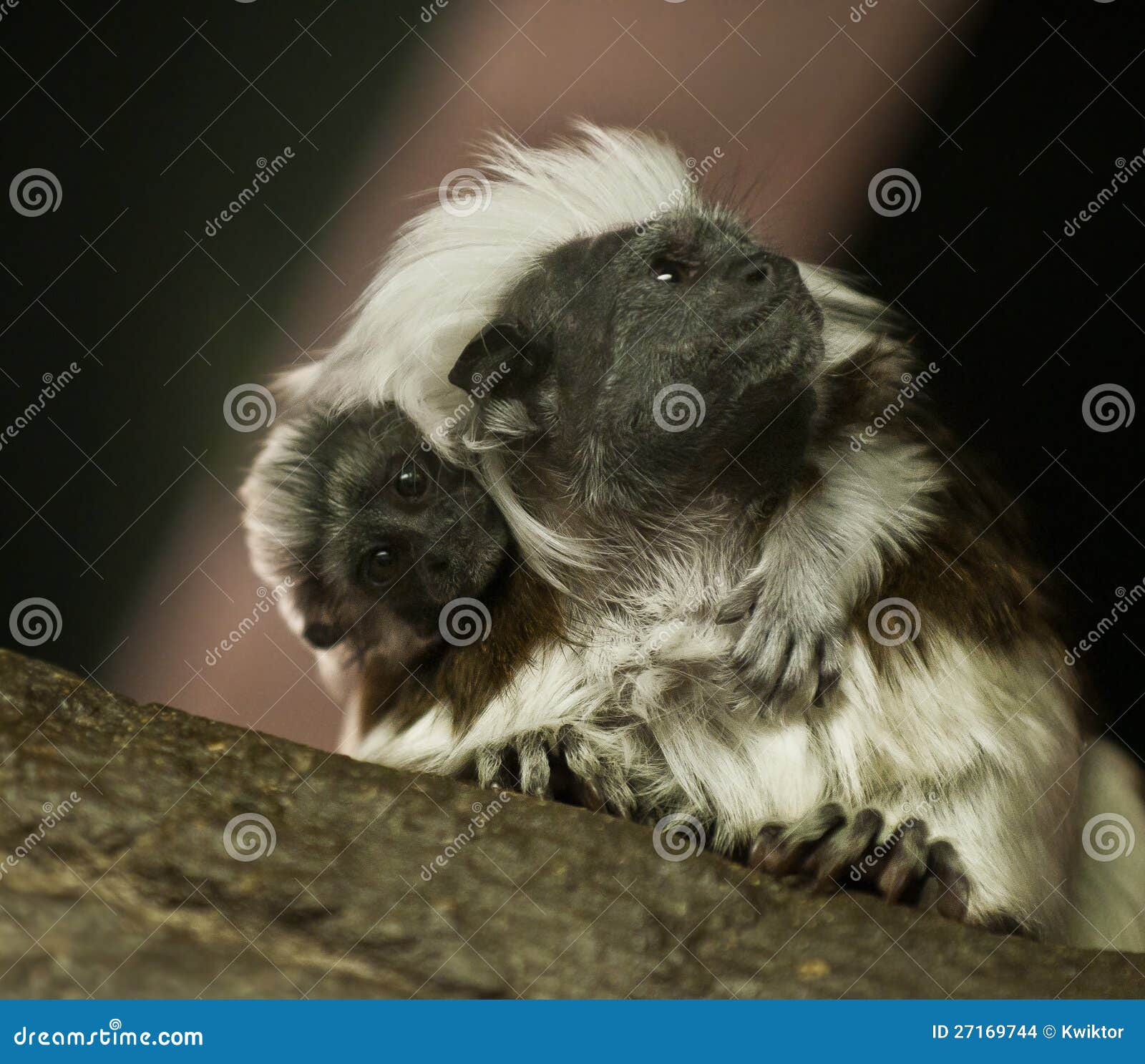 Tamarin Baby stock photo. Image of rare, endangered, tropical - 27169744