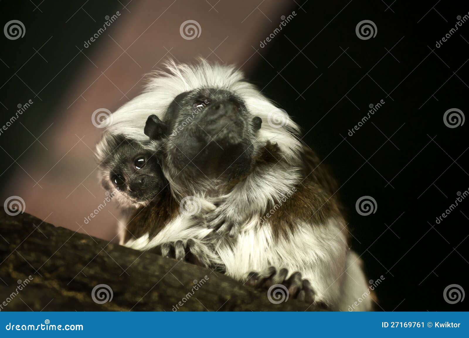 Tamarin Baby stock image. Image of tropical, primate - 27169761