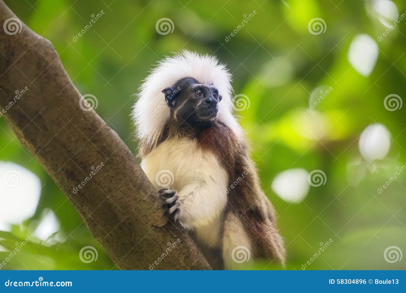 Tamarin Cotton Top Monkey Sitting in a Tree Stock Photo - Image of ...