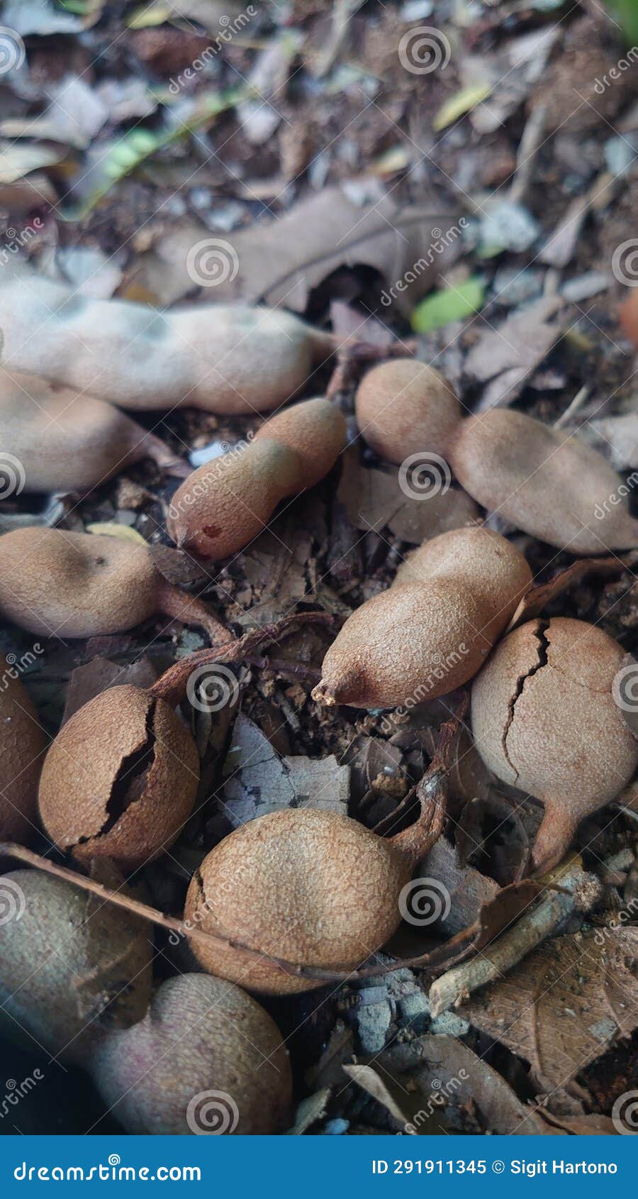 Tamarin Fruit Falling Garden Stock Image - Image of tamarin, food ...