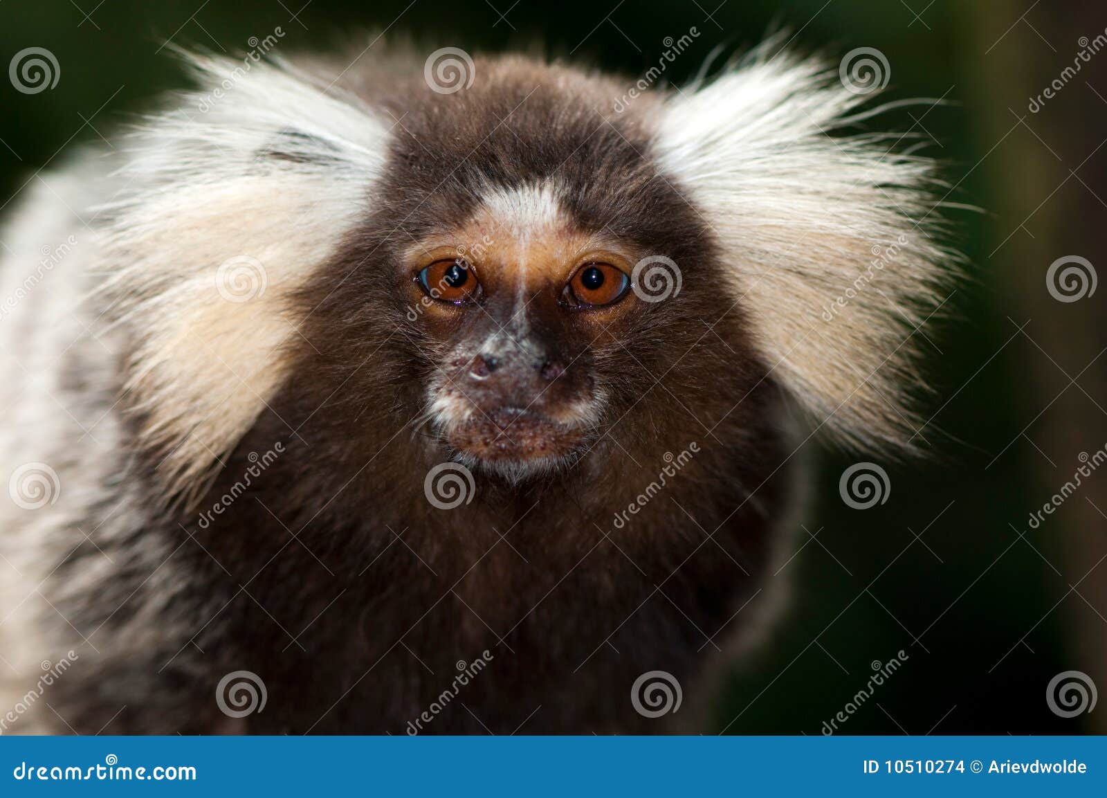 Tamarin monkey stock photo. Image of face, mammal, looking - 10510274