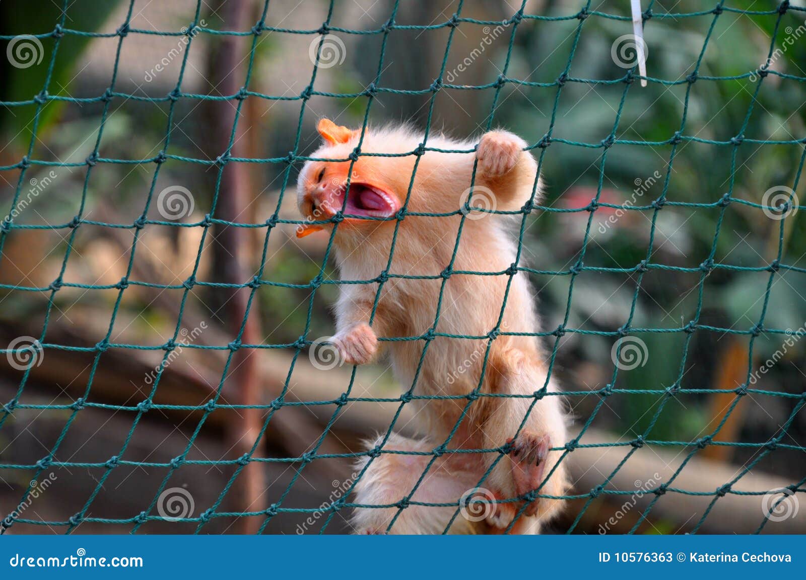 Tamarin monkey stock image. Image of garden, wild, wildlife - 10576363