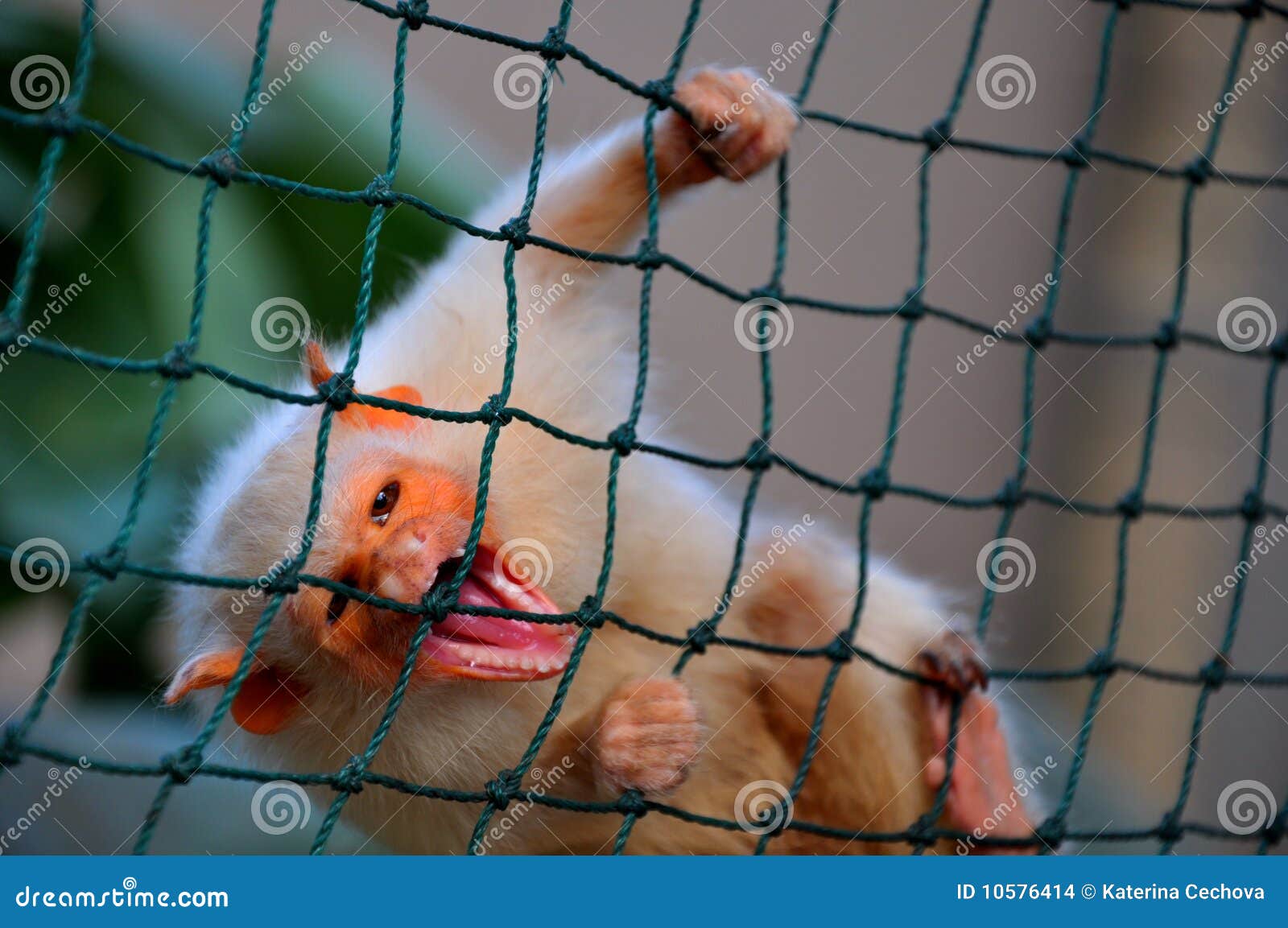 Tamarin monkey stock photo. Image of american, south - 10576414