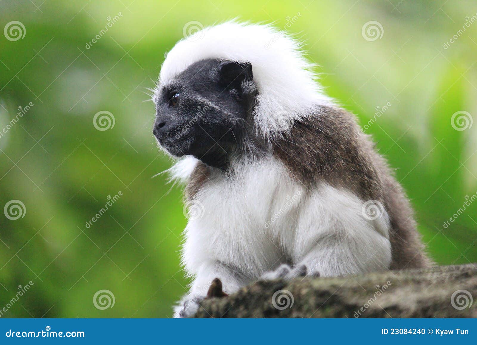 Tamarin monkey stock photo. Image of wild, monkey, small - 23084240