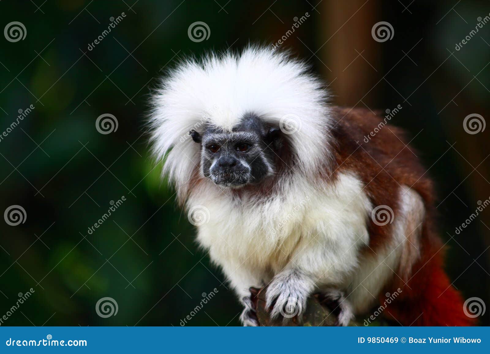 Tamarin Monkey stock image. Image of hairy, wildlife, forest - 9850469