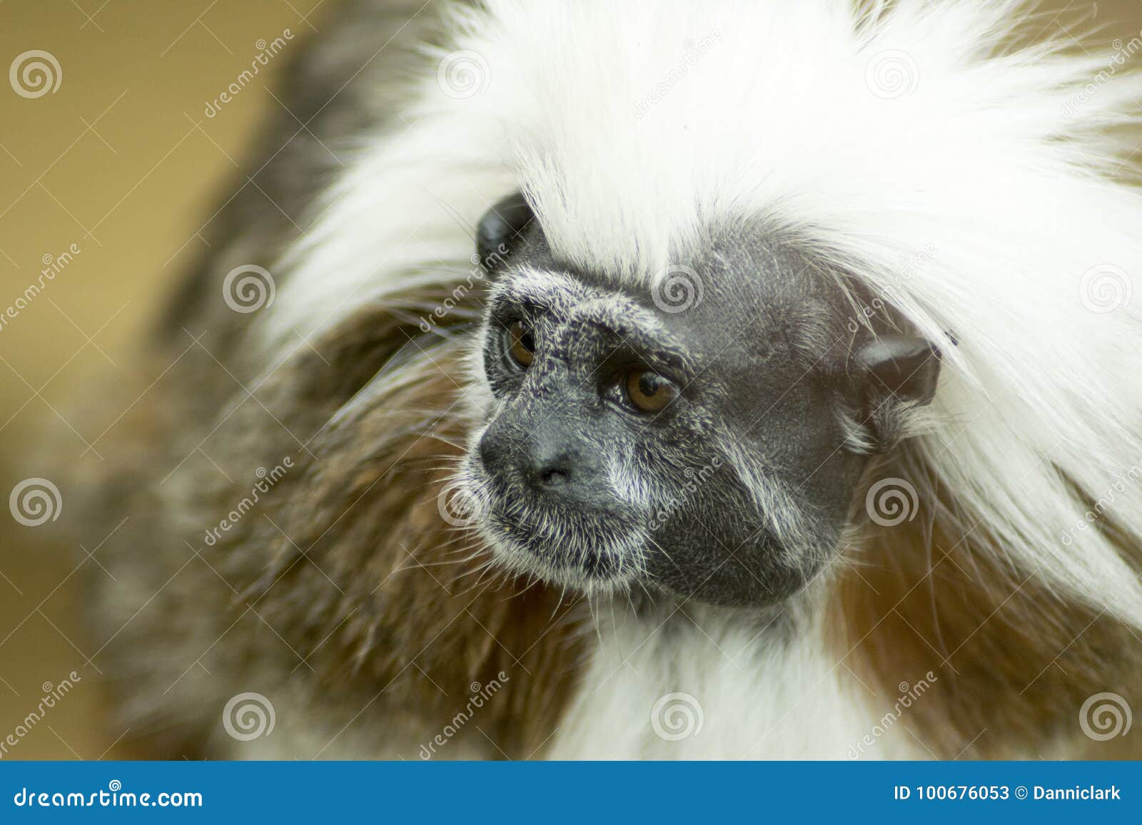 Tamarin Monkey Close-up stock image. Image of closeup - 100676053