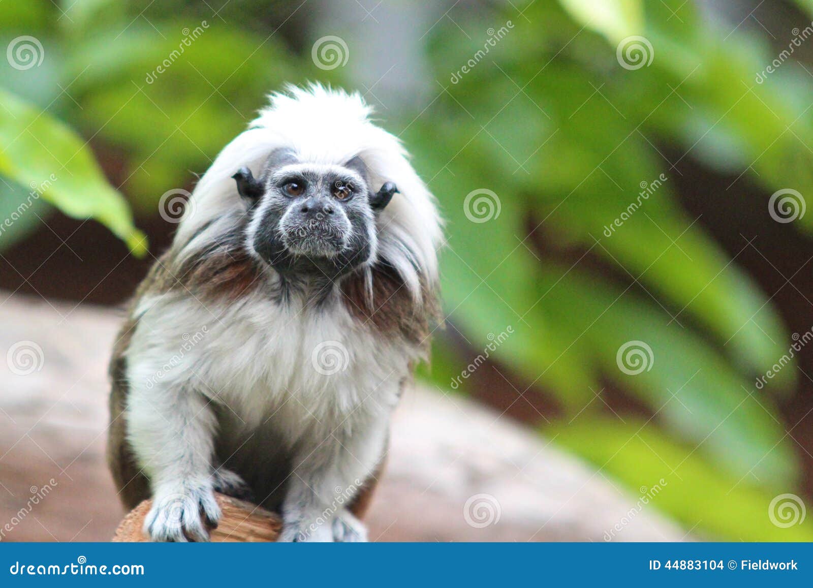 Tamarin Monkey Looking into Camera Lens Stock Photo - Image of looking ...