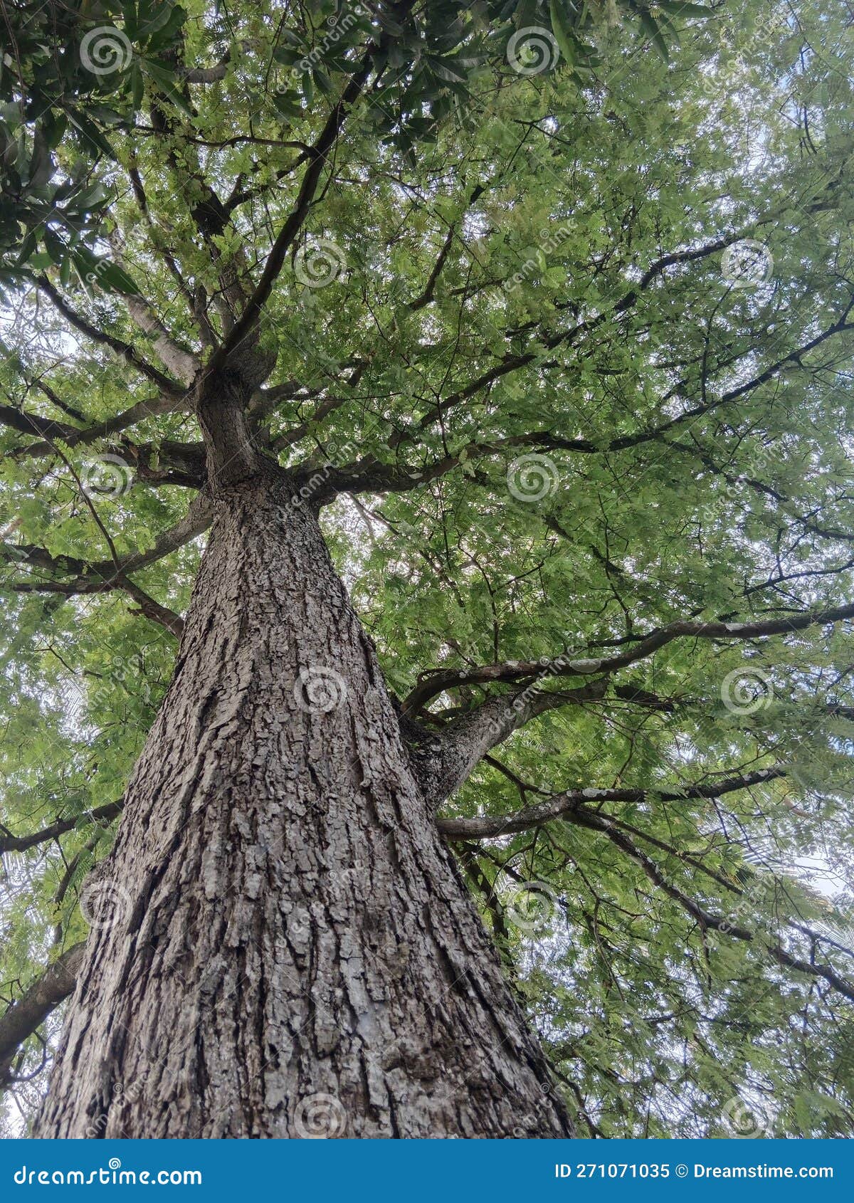 Tamarin Tree Have Many Branch Stock Image - Image of spruce, wood ...