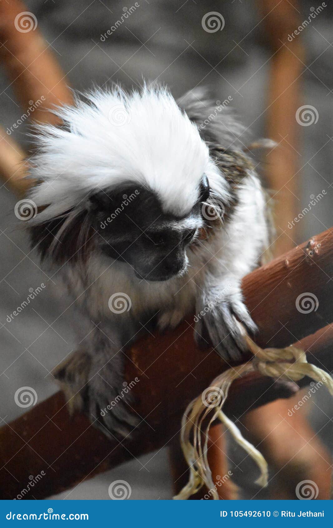 Tamarin stock photo. Image of tamarin, face, white, eyes - 105492610