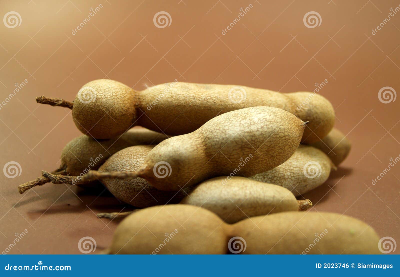 Tamarind 1 stock photo. Image of tamarind, tropical, nutrition - 2023746