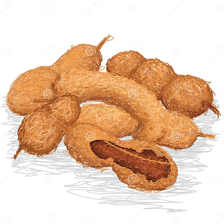 Tamarind stock vector. Illustration of nutrition, brown - 29536941