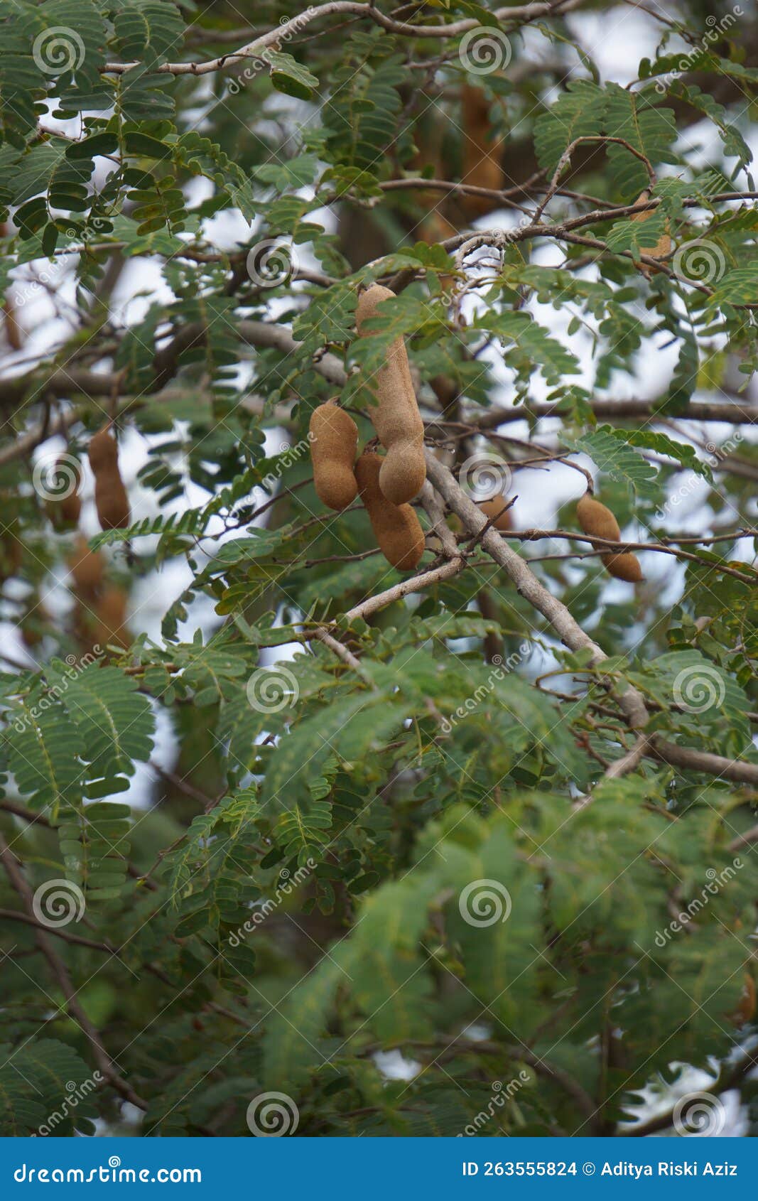 Tamarind (Also Called Tamarindus Indica, Asam) Fruit on the Tree Stock ...