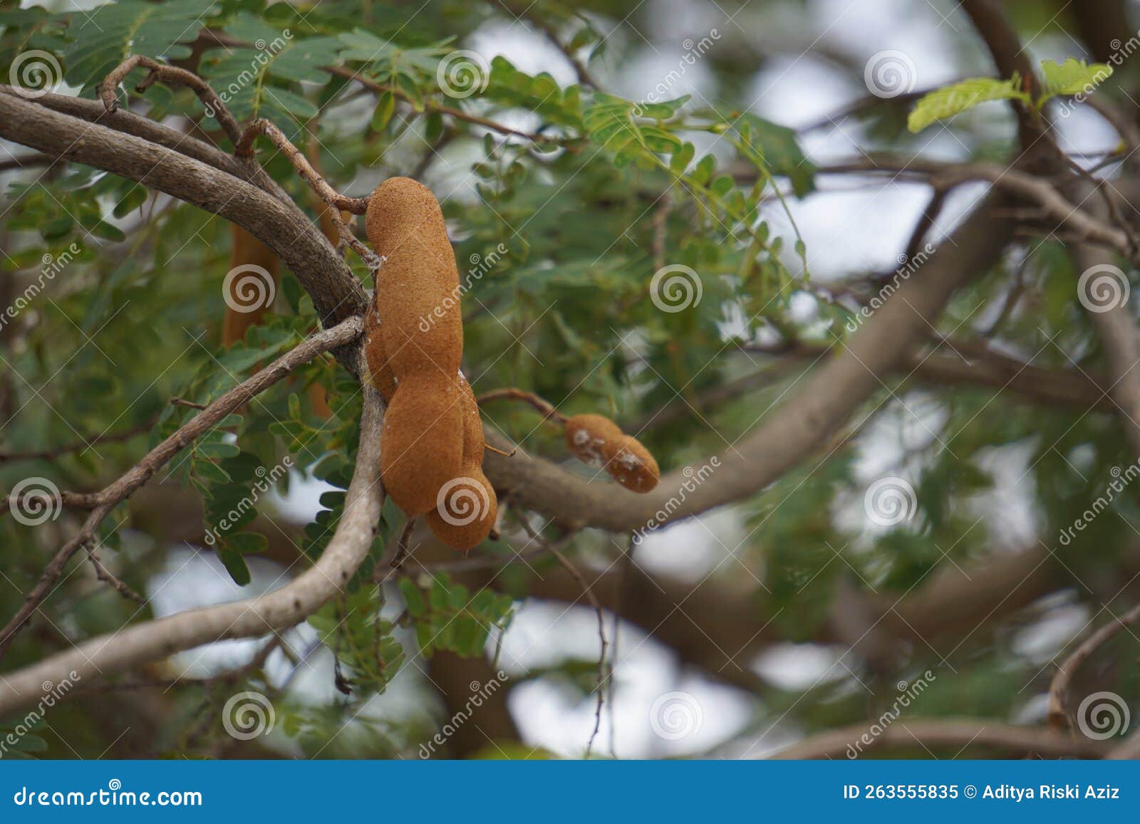 Tamarind (Also Called Tamarindus Indica, Asam) Fruit on the Tree Stock ...