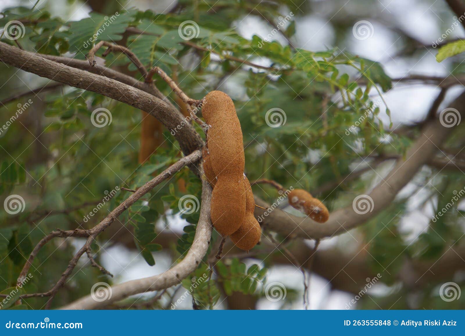 Tamarind (Also Called Tamarindus Indica, Asam) Fruit on the Tree Stock ...