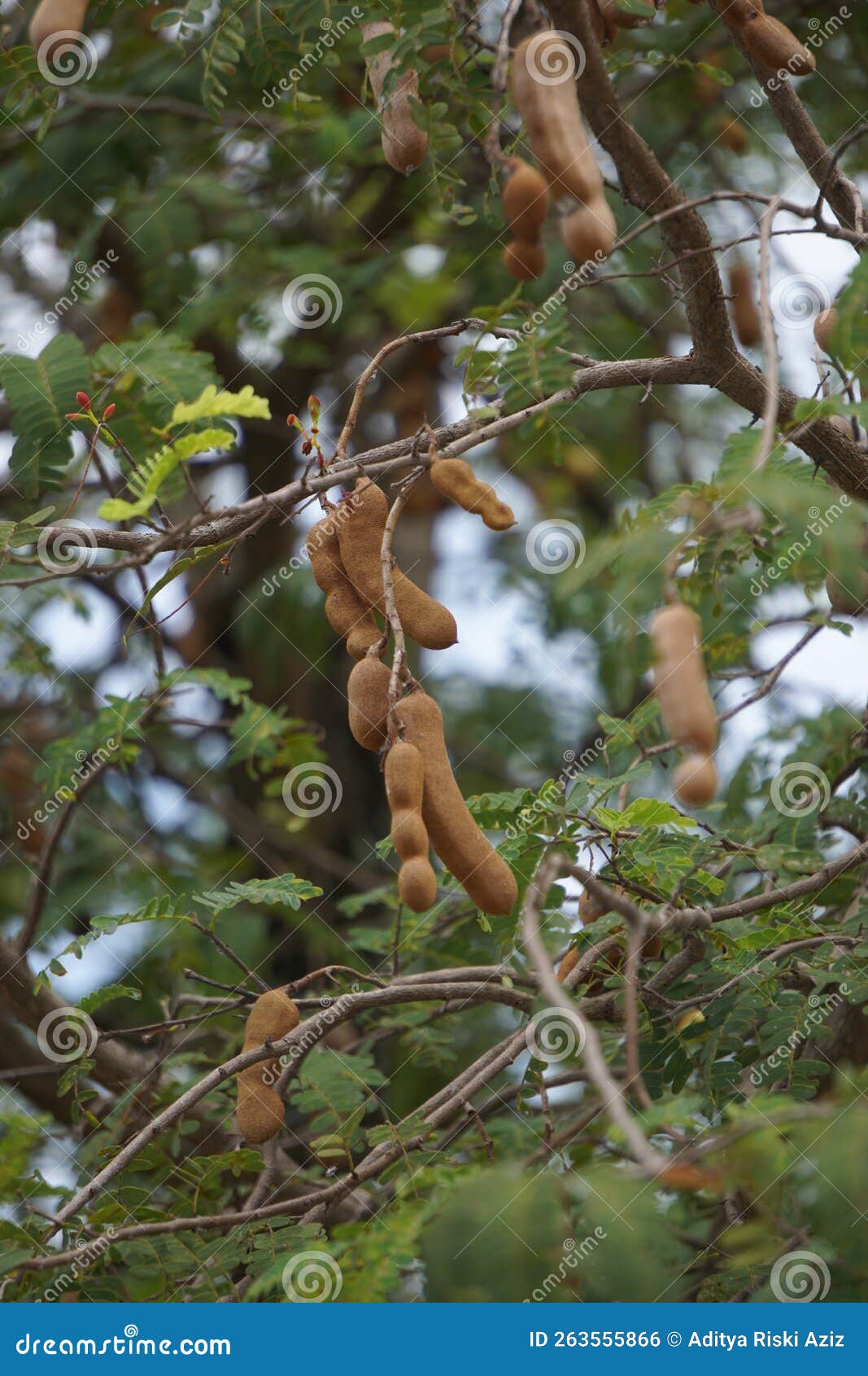 Tamarind (Also Called Tamarindus Indica, Asam) Fruit on the Tree Stock ...