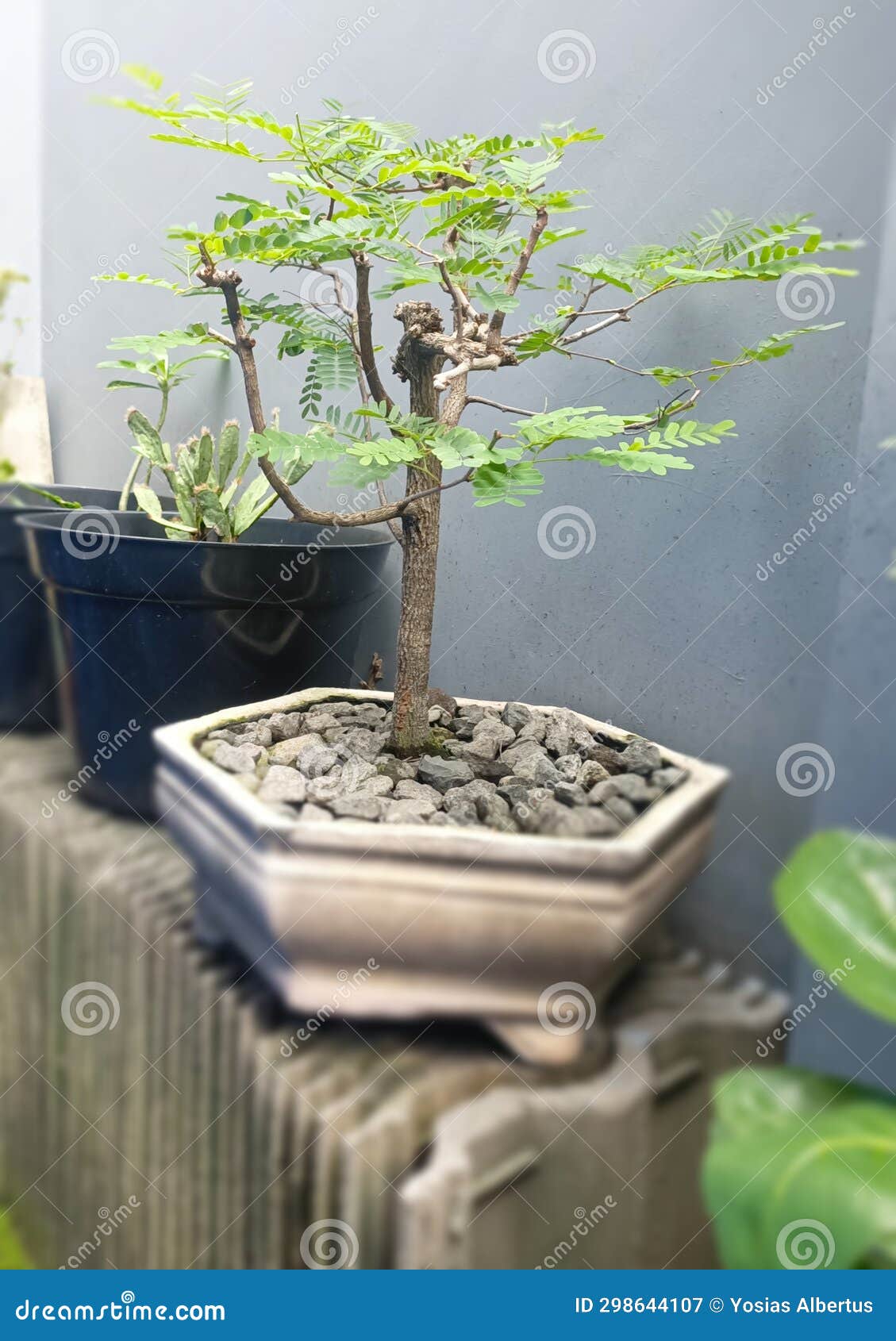 Tamarind bonsai tree stock image. Image of indoor, outdoor - 298644107