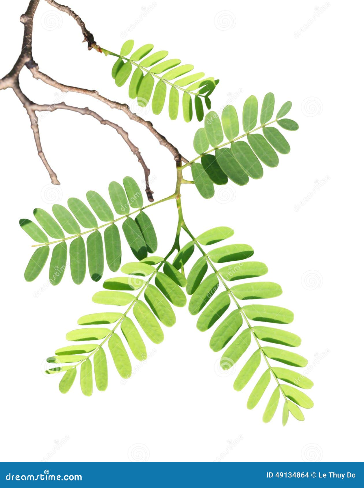 Tamarind Branch stock photo. Image of tamarind, freshness - 49134864