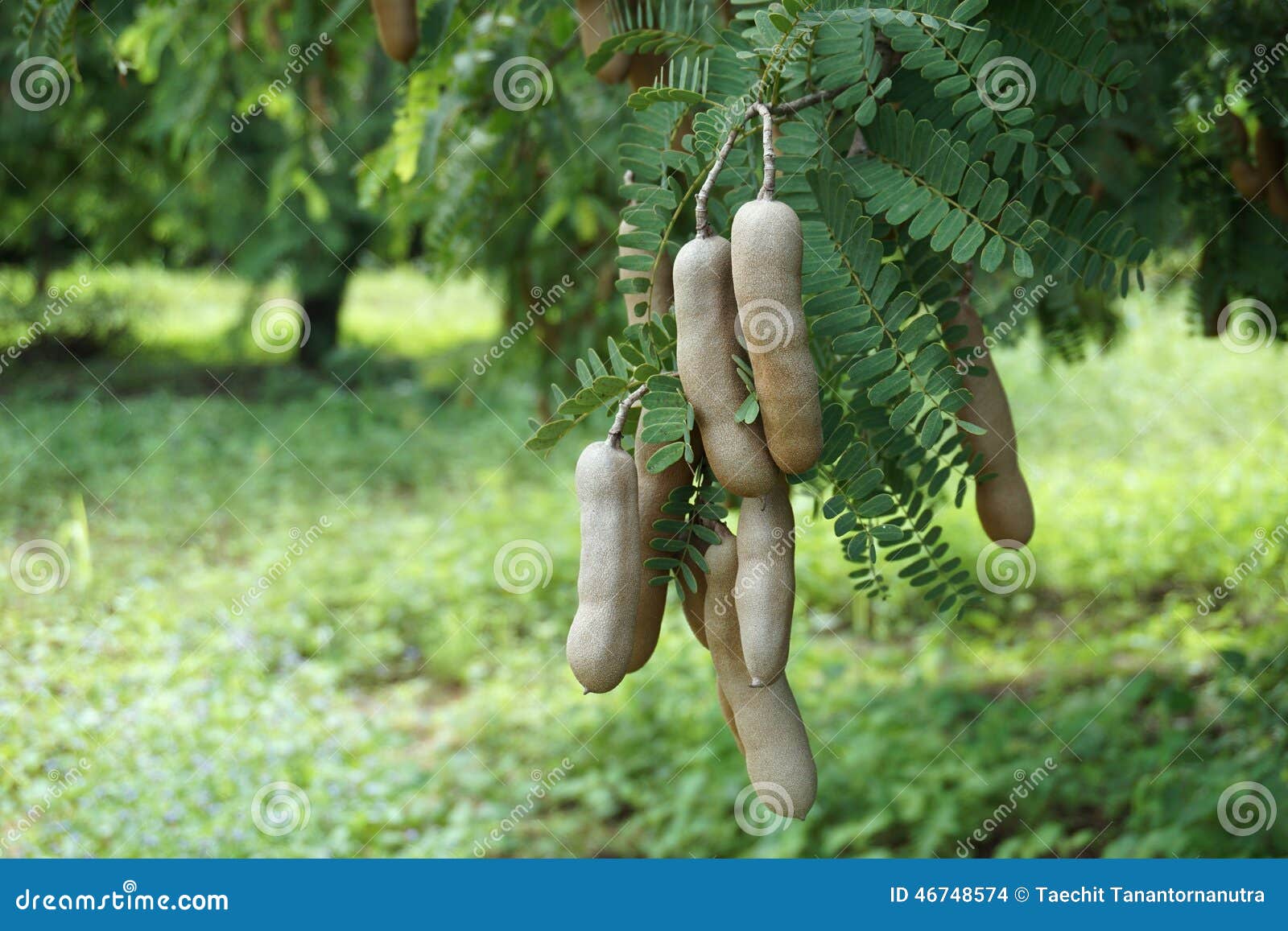 Tamarind 4 stock photo. Image of exotic, sweet, spice - 46748574