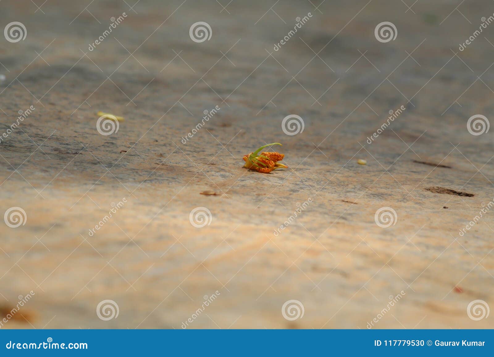 Tamarind Flower -Alone in Day Light Stock Photo - Image of flower, imli ...