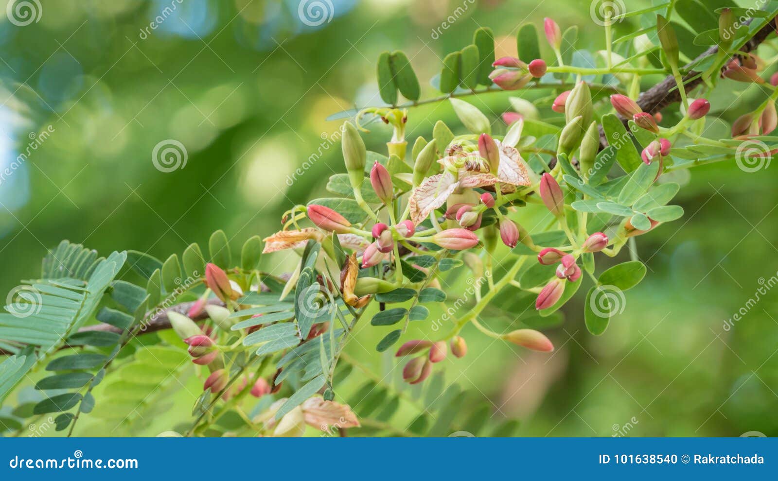 Tamarind Flower Blooming on the Tree Stock Photo - Image of group ...